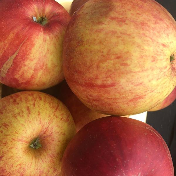 Laxton Fortune - a hardy and popular Cox type apple. – Yorkshire Apples